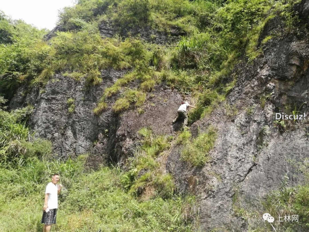 上林深山巧遇采药人,开口便来歌 上林资讯 上林信息网(原上林网) 上林论坛 上林人的网上家园 Powered By Discuz